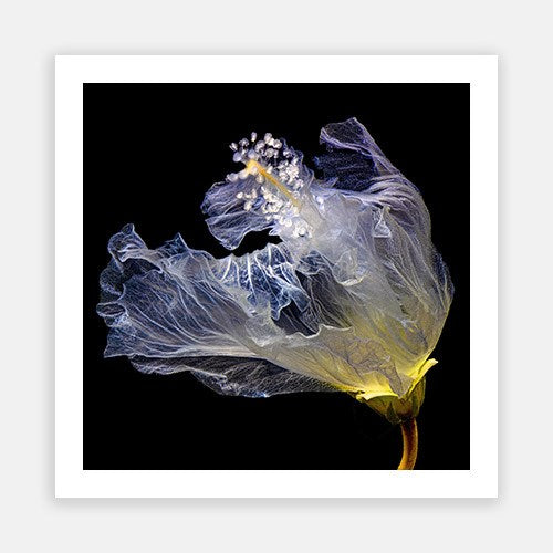 Dancing Hibiscus 03 – FINEPRINTCO
