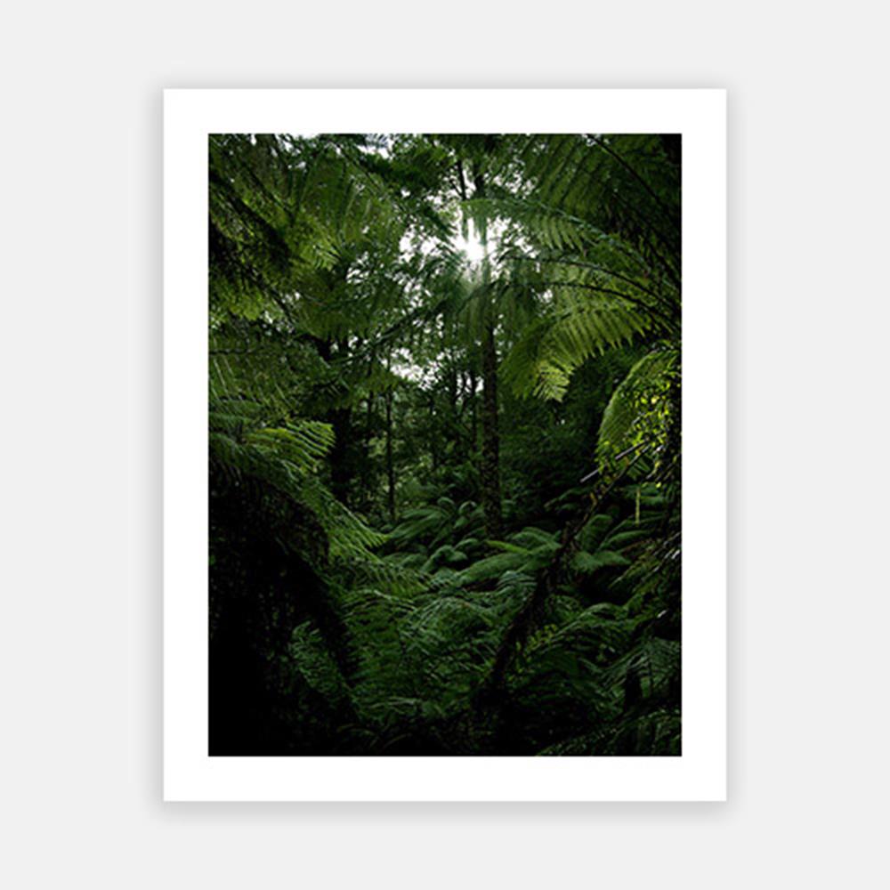 Sunlight through rainforest canopy Print | FINEPRINT co – FINEPRINTCO